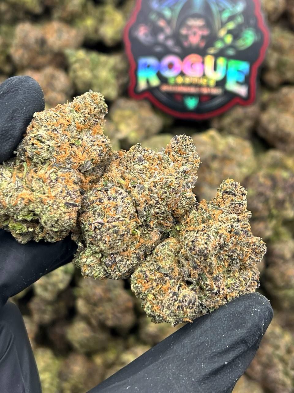 LAUGHING GAS – ROGUE EXOTICS